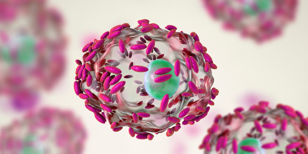 Bacterial Vaginosis Vs Yeast Infection — Love Wellness