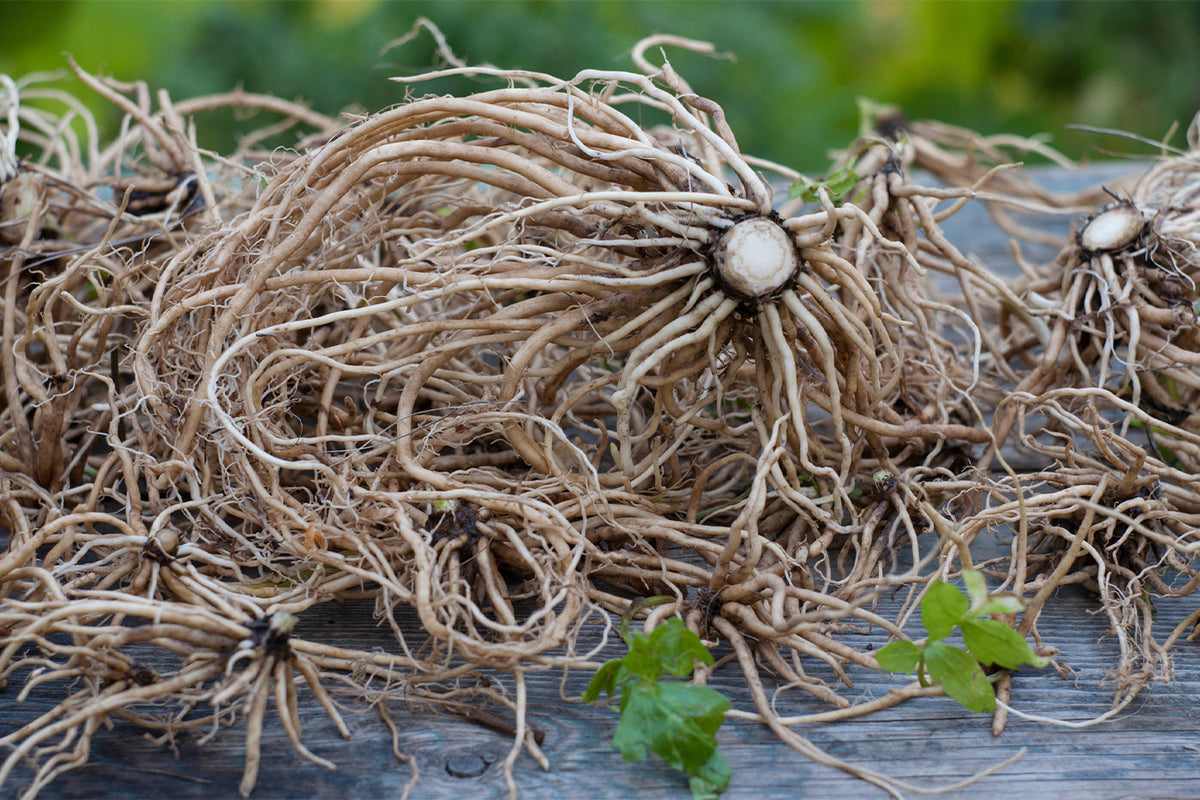 Valerian Root Benefits You Didn't Know About — Love Wellness
