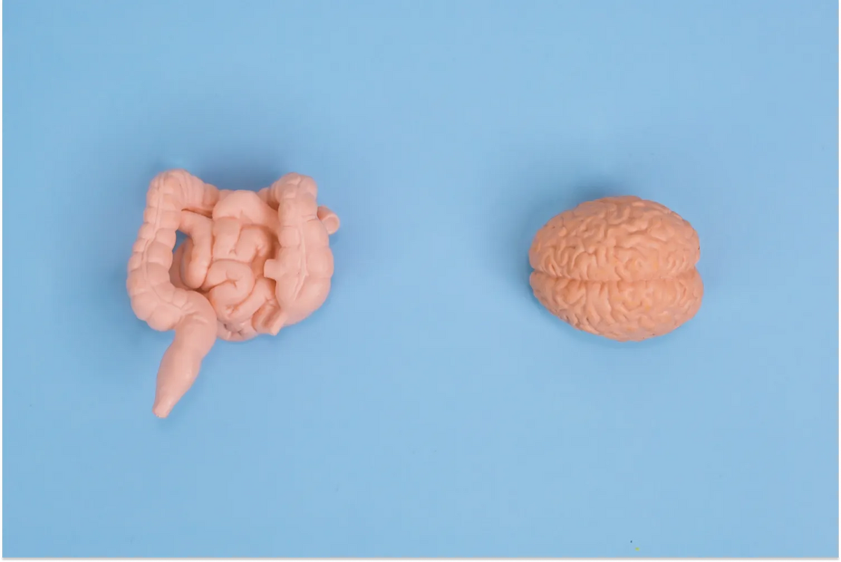 Mindful Nourishment: Probiotics for Brain Health — Love Wellness